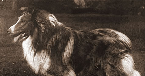 Cachorro Rough Collie ou Mini Collie - Lassie Raça Informações