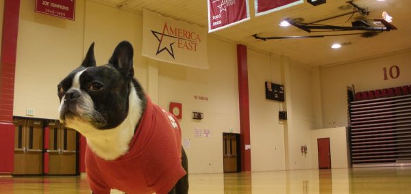 Cachorro Boston Terrier - Informações sobre a Raça e Filhotes