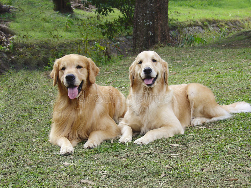 Cachorro Golden Retriever | Informações sobre a Raça e Filhotes
