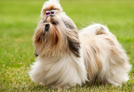 Cachorro Shih tzu | Informações sobre a Raça, Personalidade e Filhotes