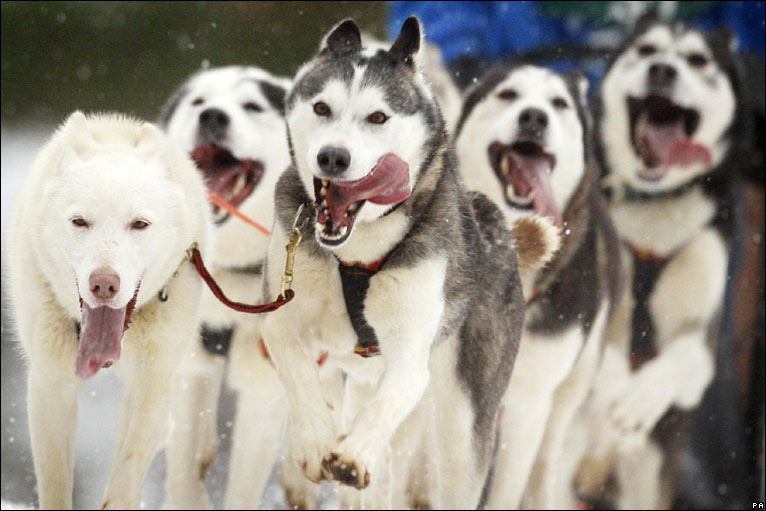 Raça de Cachorro Husky Siberiano | Temperamento e Características