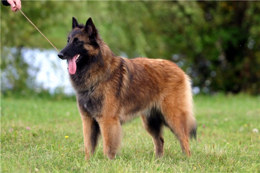 Pastor Belga Groenendael - Informações sobre a Raça e Filhotes