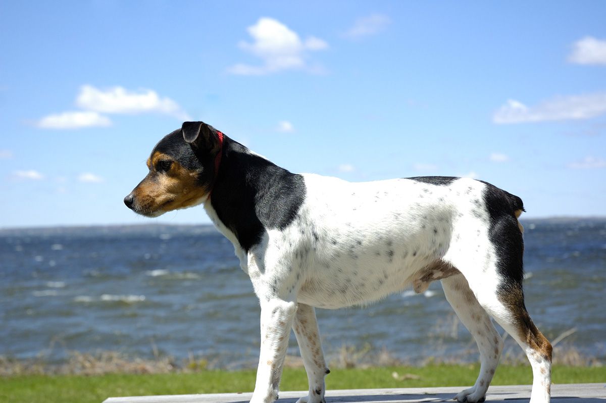 Fox Paulistinha | Terrier Brasileiro - Cachorro - Pet Caramelo