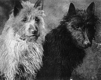 West Highland White Terrier | Cachorro do IG | Informações sobre a Raça