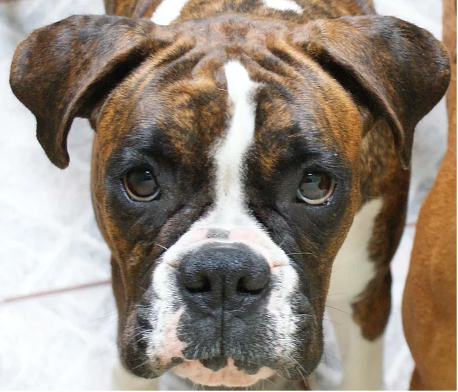 Raça Boxer - Cão Boxer - Cachorro Boxer