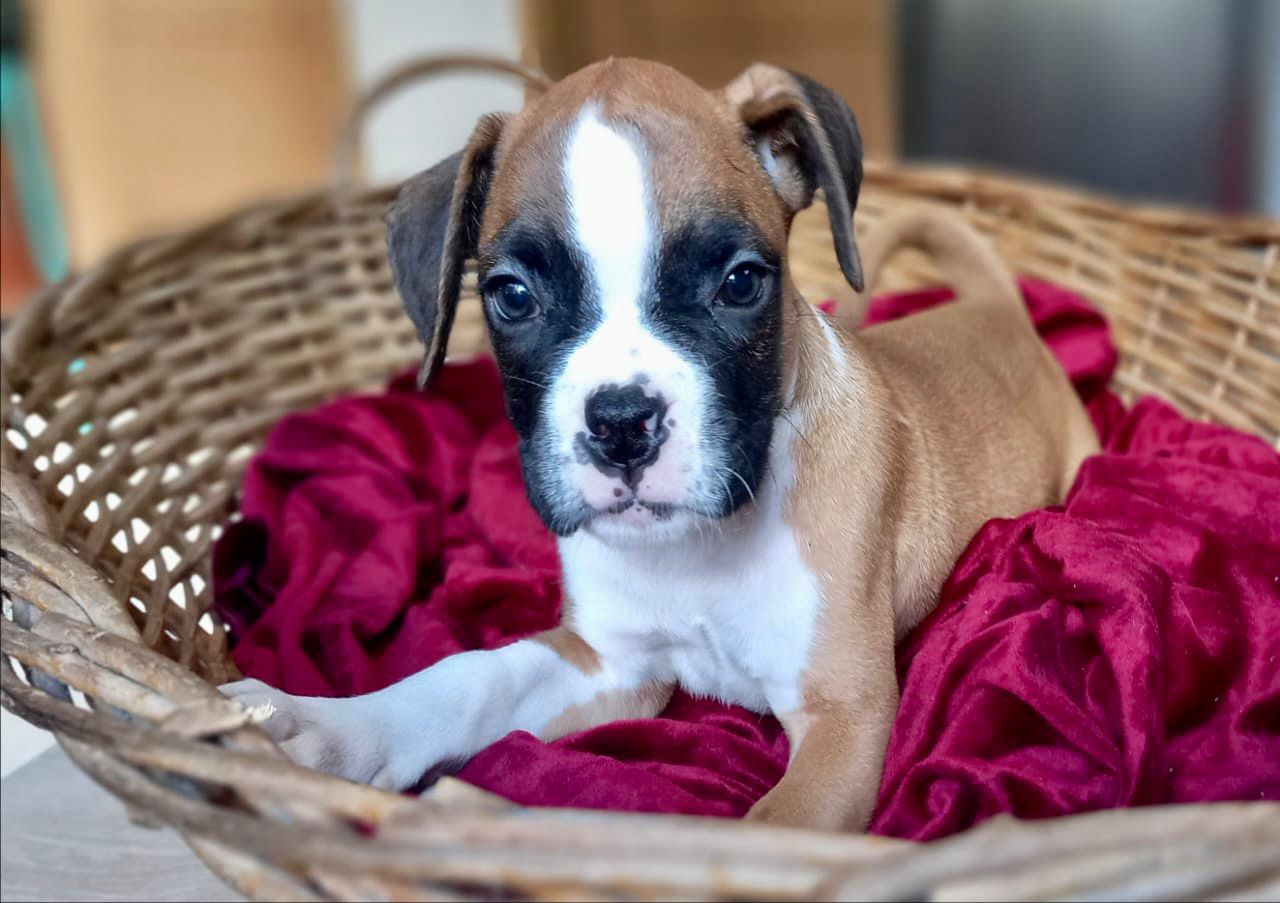 Filhote de Boxer: Preços e Características da Raça