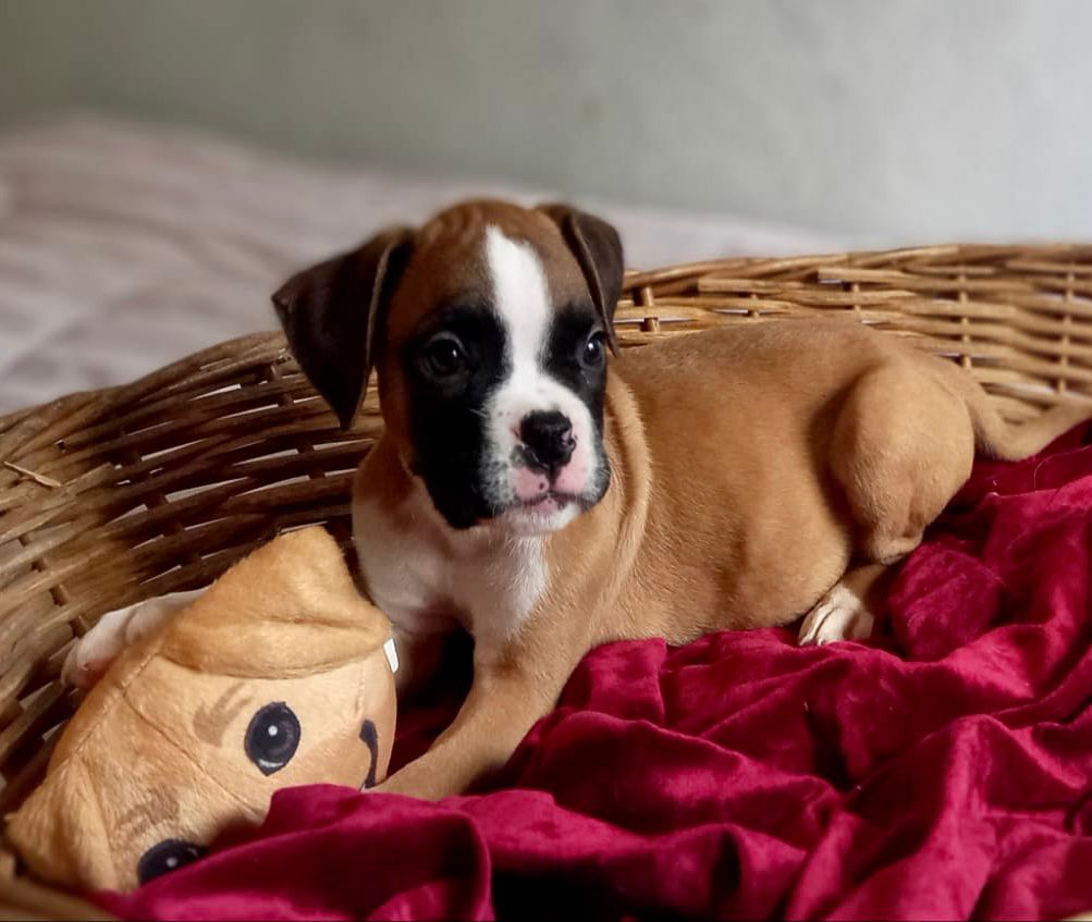 Filhote de Boxer: Preços e Características da Raça