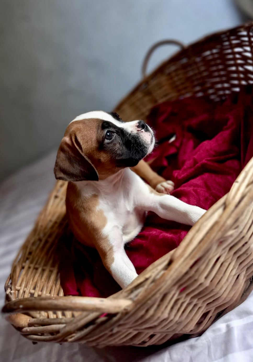 Filhote de Boxer: Preços e Características da Raça