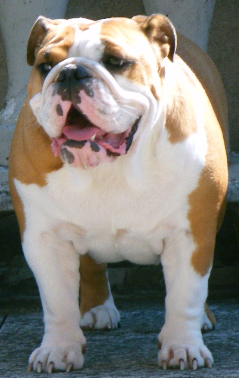 Melhor Bulldog Ingles
