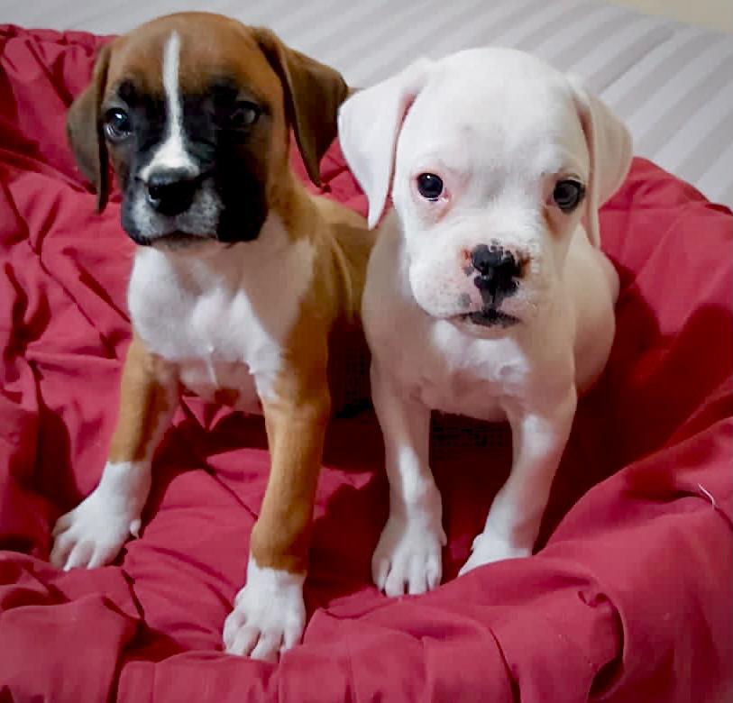 Filhote de Boxer: Preços e Características da Raça