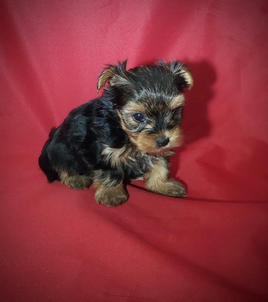 Filhotes de Yorkshire Terrier Micro | Preço | Pet Caramelo