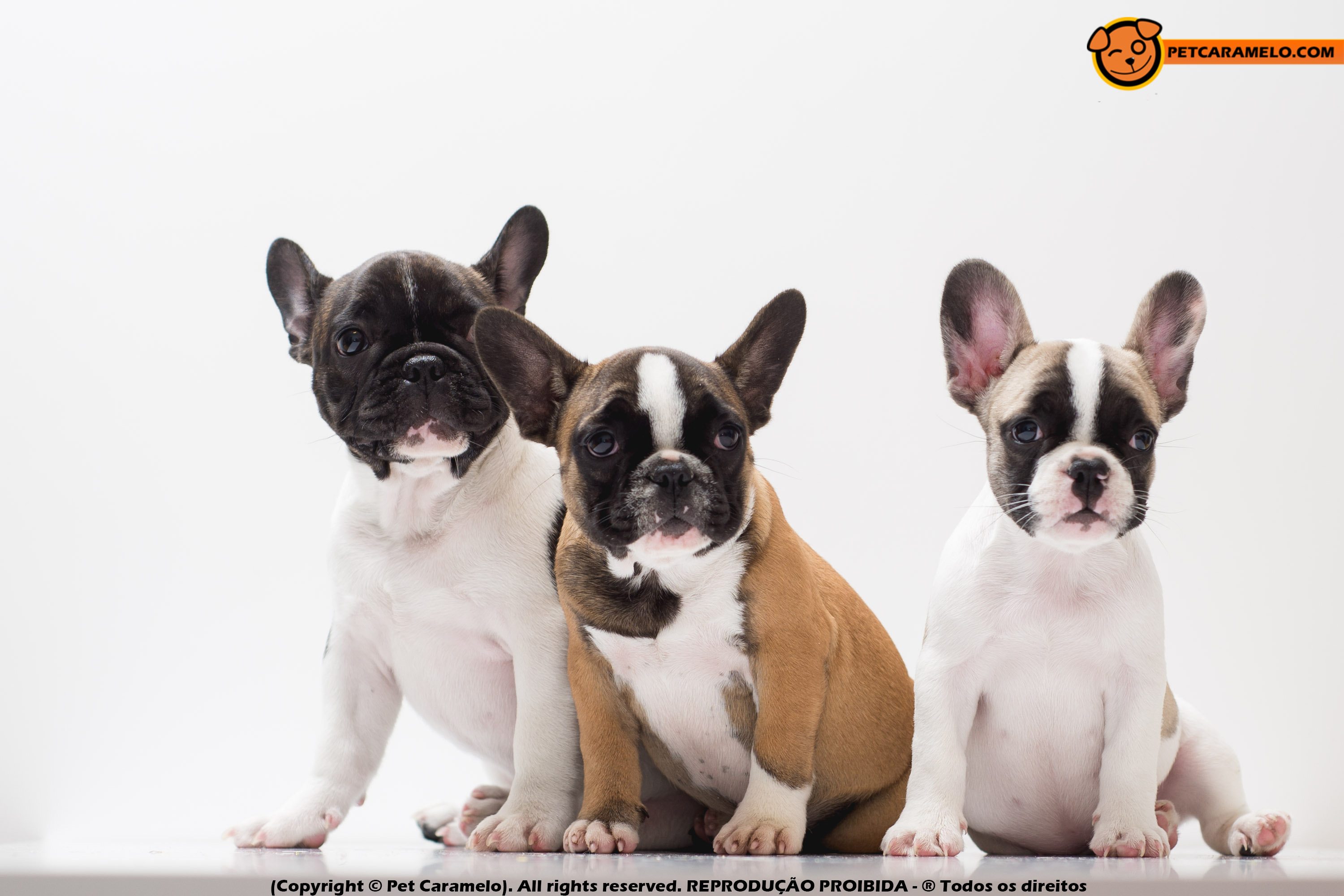 Bulldog Francês - Informações sobre a Raça e Filhotes e Personalidade