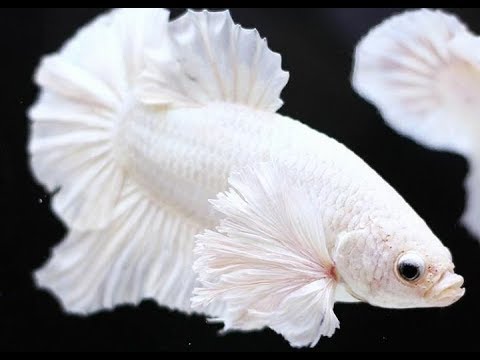 Peixe Beta - Tudo sobre o melhor Peixe de Aquário | Pet Caramelo