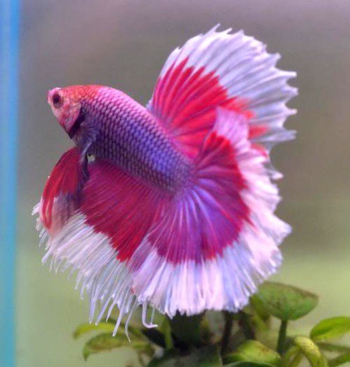 Peixe Beta - Tudo sobre o melhor Peixe de Aquário | Pet Caramelo