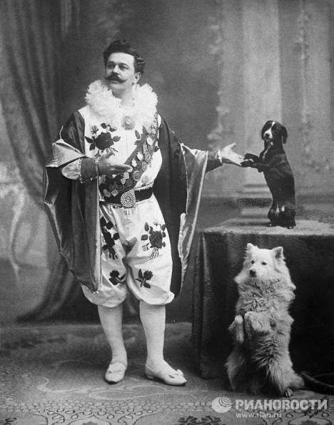 Cão Esquimó Americano | Informações sobre a Raça e Filhotes