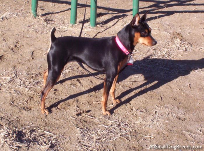 Filhotes de Pinscher 0 - Mini ou Anão | Pet Caramelo