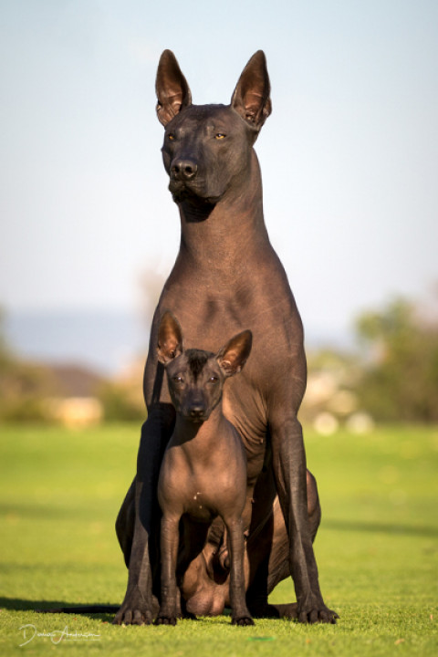 Cachorro Xoloitzcuintli | Temperamento e Características