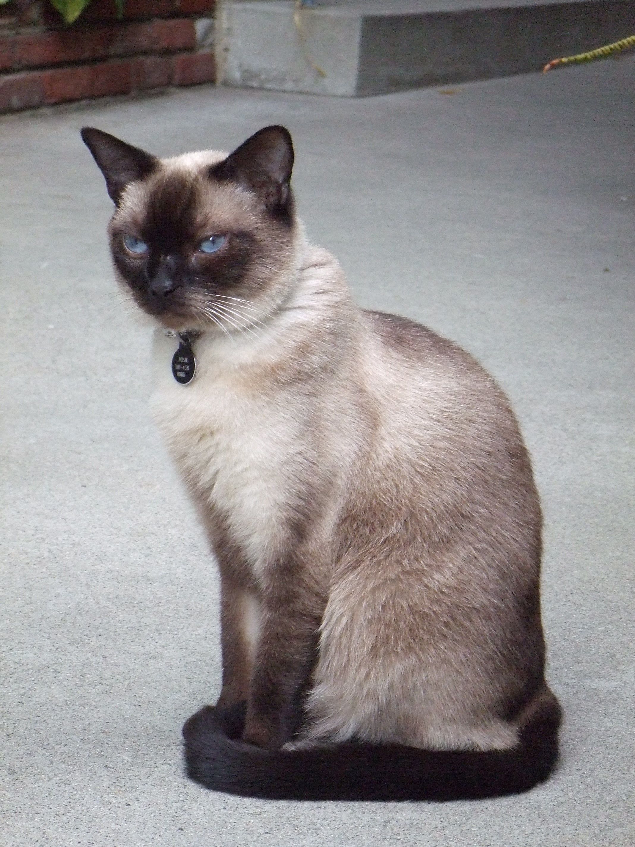 Raças de Gato Marrom | Raças de Gatos mais procuradas na cor marrom