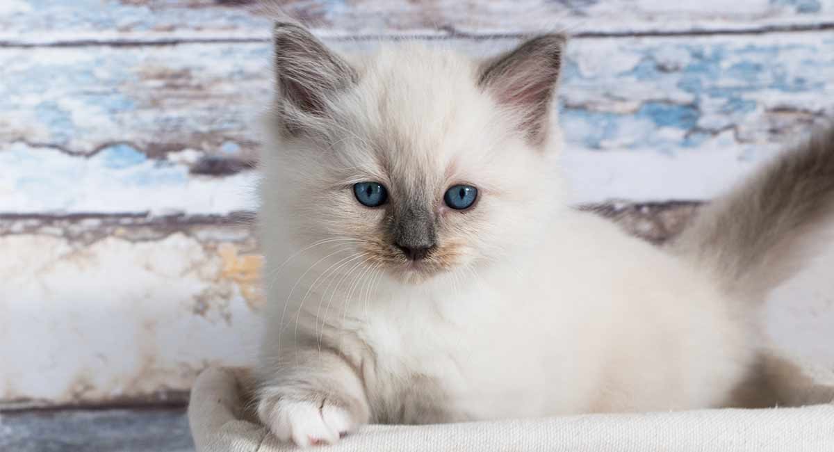 Gato Ragdoll | Informações da Raça e Características