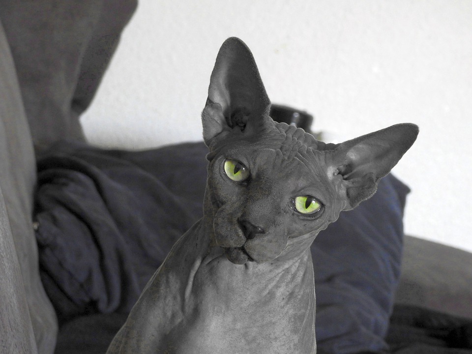 Gato Sphynx |Informações da Raça e Características