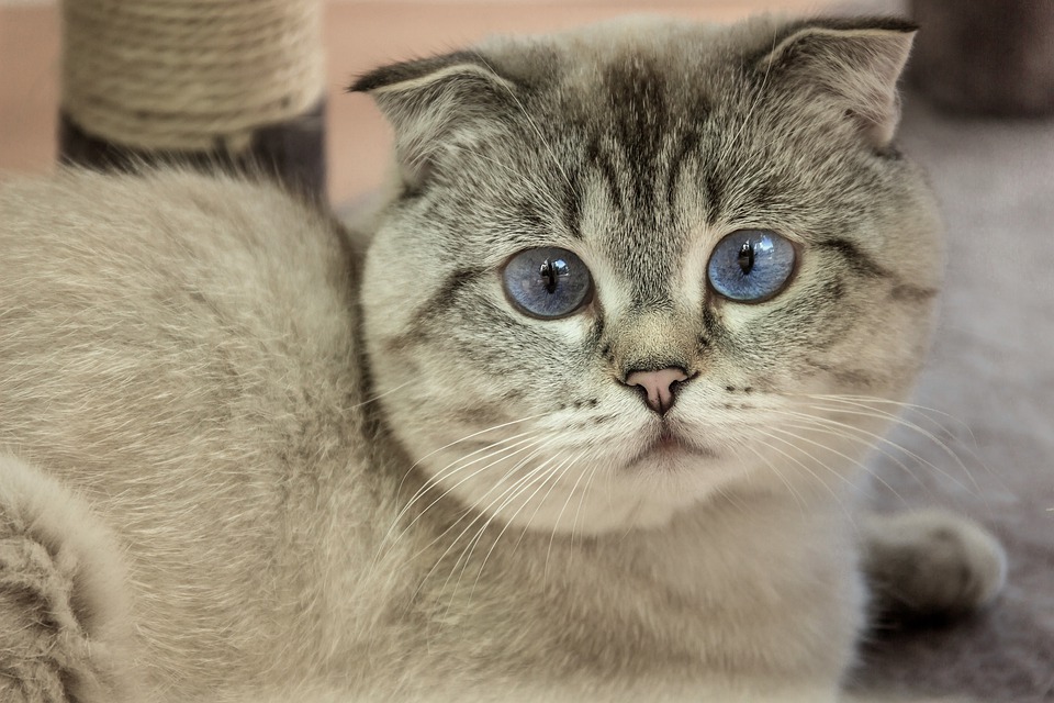Gato Scottish Fold | Informações da Raça e Características