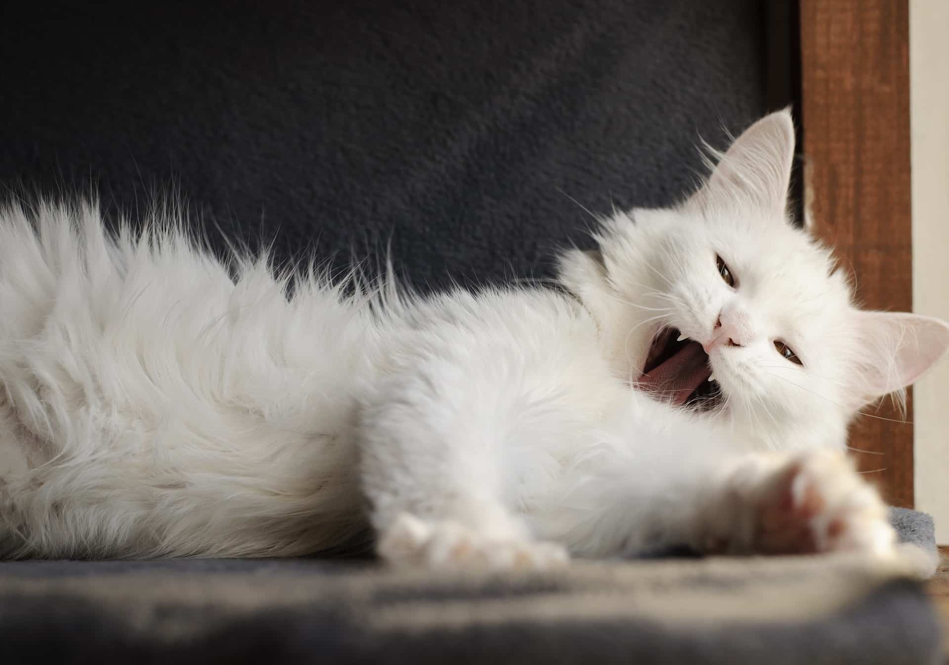Gato Angorá | Informações da Raça e Características