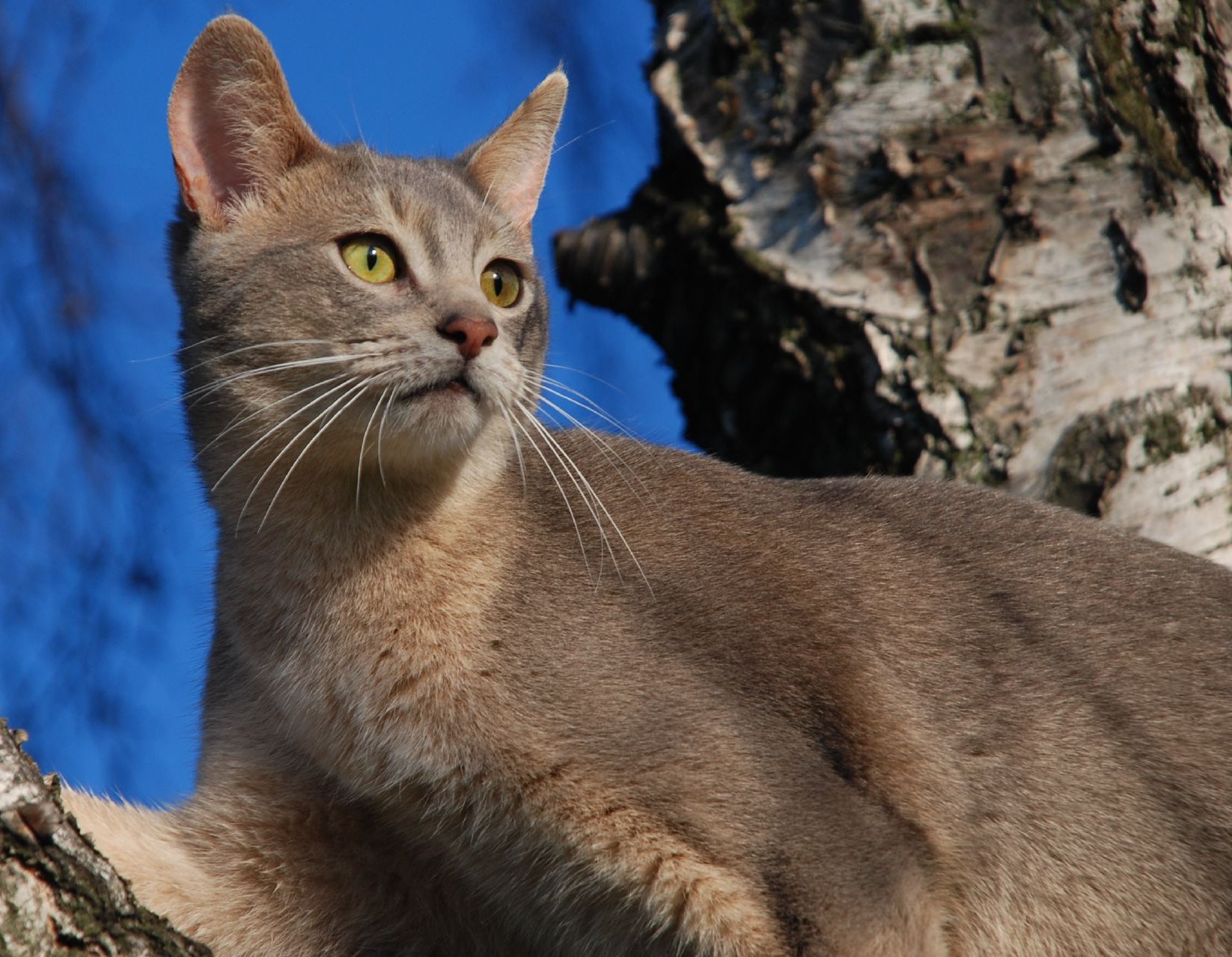 Raças de gato na cor Cinza | Gatos mais procurados na cor Cinza ou Azul