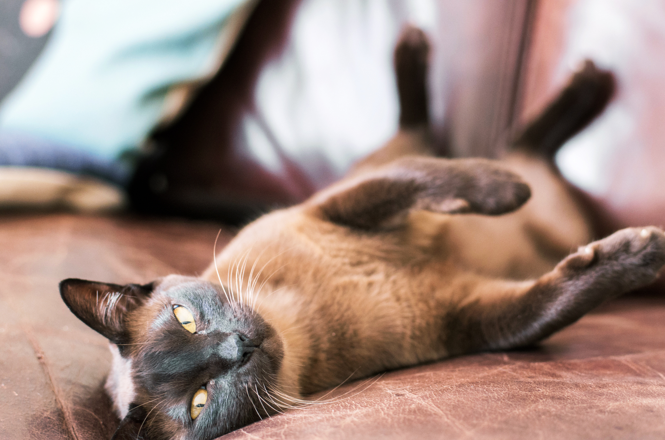 Gato Burmês | Informações da raça e Características