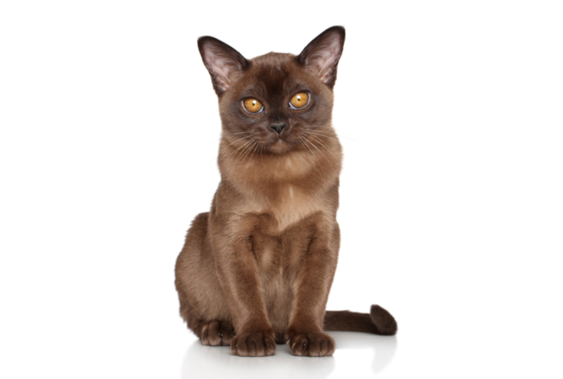 Gato Burmês | Informações da raça e Características