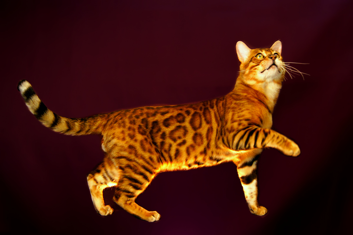 Gato Bengal | Informações da raça e Características