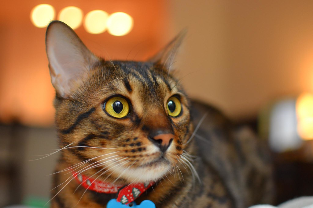 Gato Bengal | Informações da raça e Características