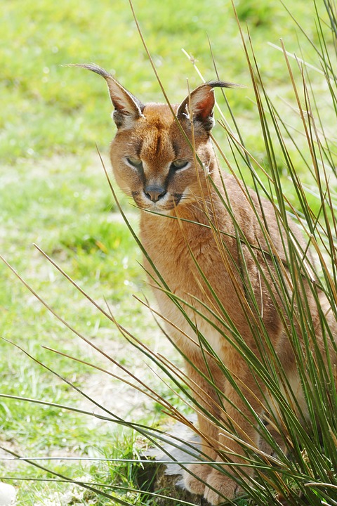 Gato Caracal Domestico | Informações da raça e Características