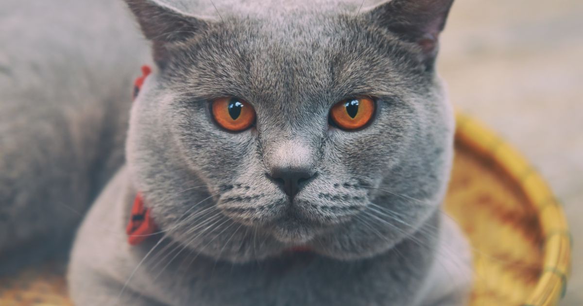 Gato Chartreux | Informações da raça e Características