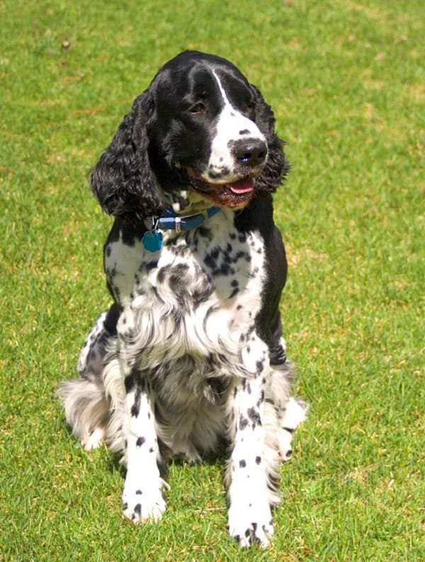 Cachorro Springer Spaniel Inglês | Tudo sobre a Raça Spaniel Inglês