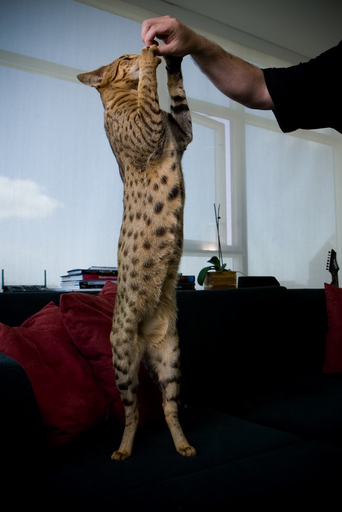 Gato Ashera | Informações da raça e Características