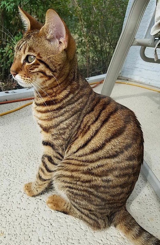 Gato Toyger | Informações da raça e Características